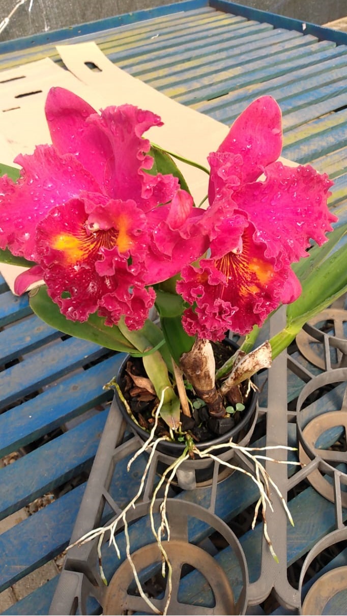 Orquidário da Serra