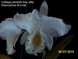 Orquidário da Serra