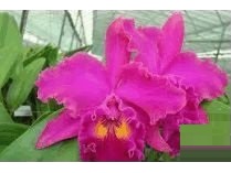 Orquidário da Serra