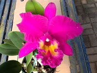 Orquidário da Serra