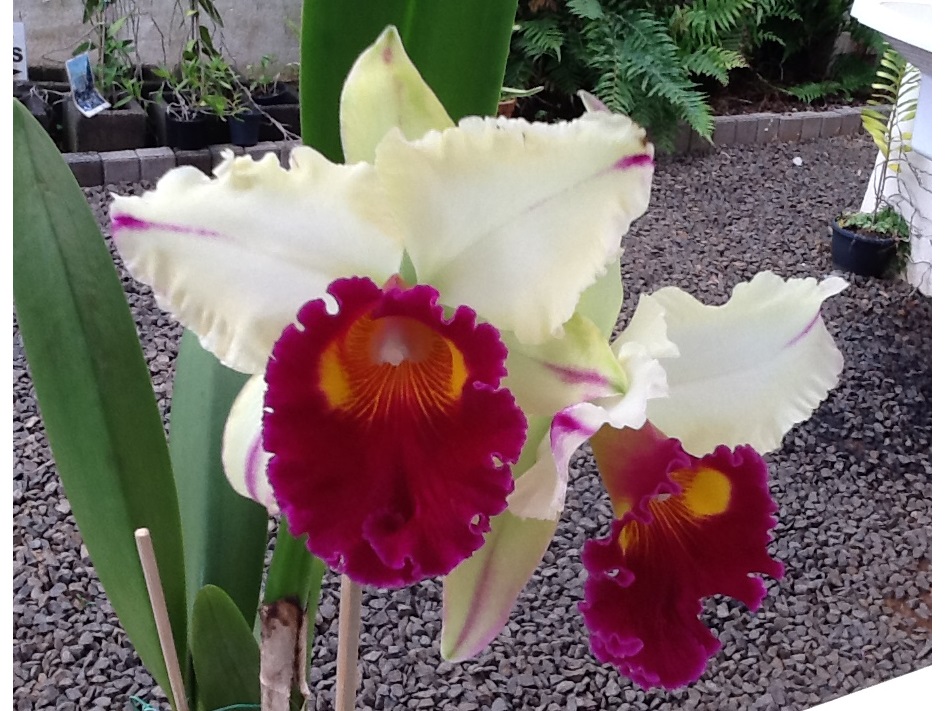 Orquidário da Serra