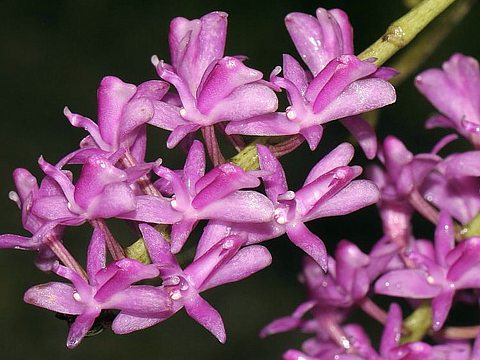 Orquidário da Serra