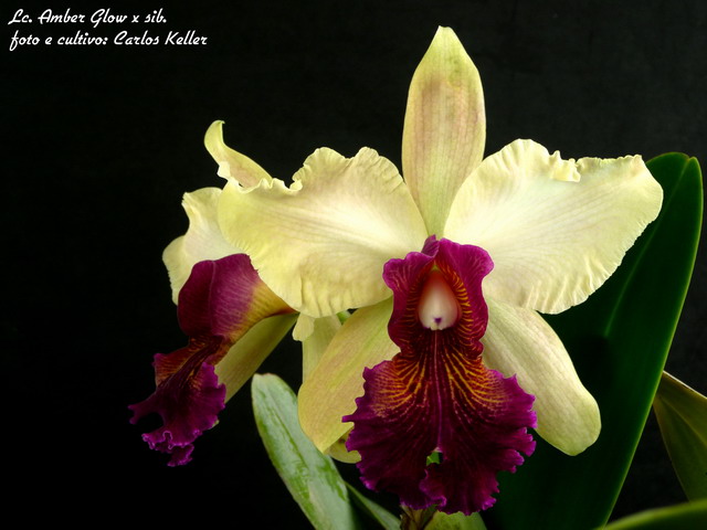 Orquidário da Serra