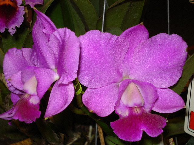 Orquidário da Serra